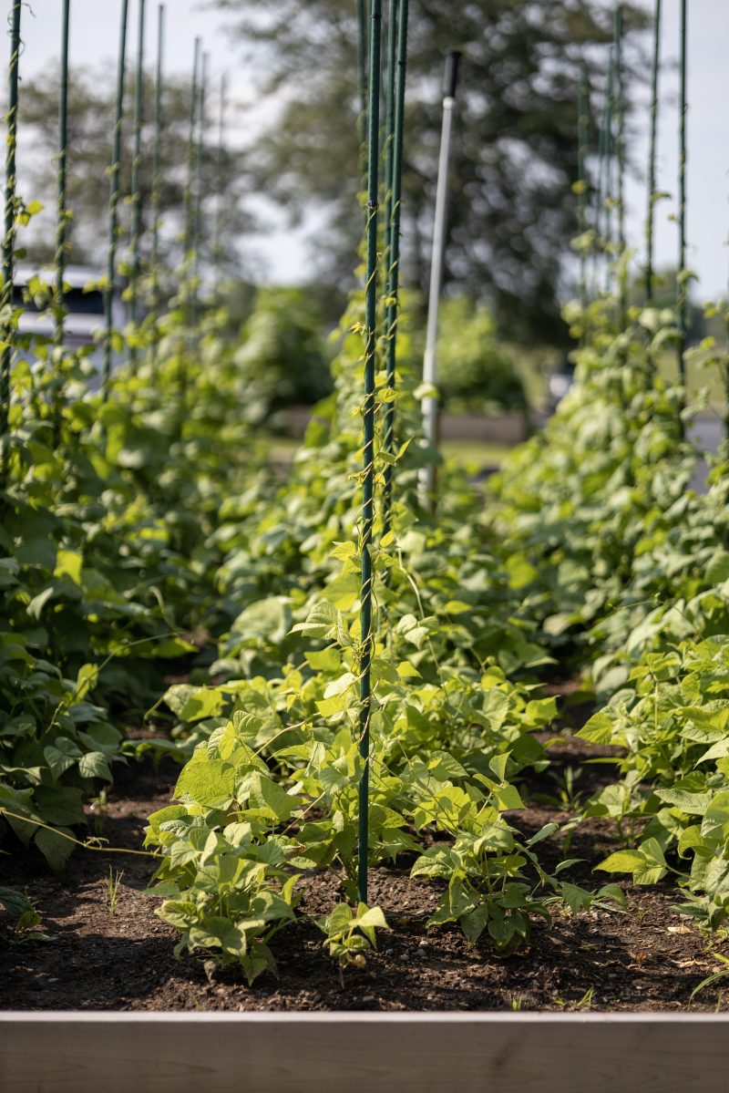 Mohawk Global is Growing Kindness - Mohawk Global